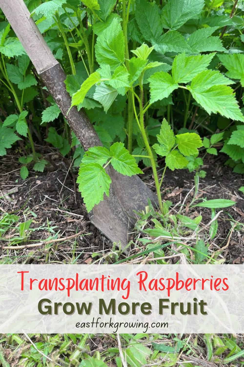 Transplanting Raspberries to Grow More Fruit: A How-to Guide - East Fork Growing