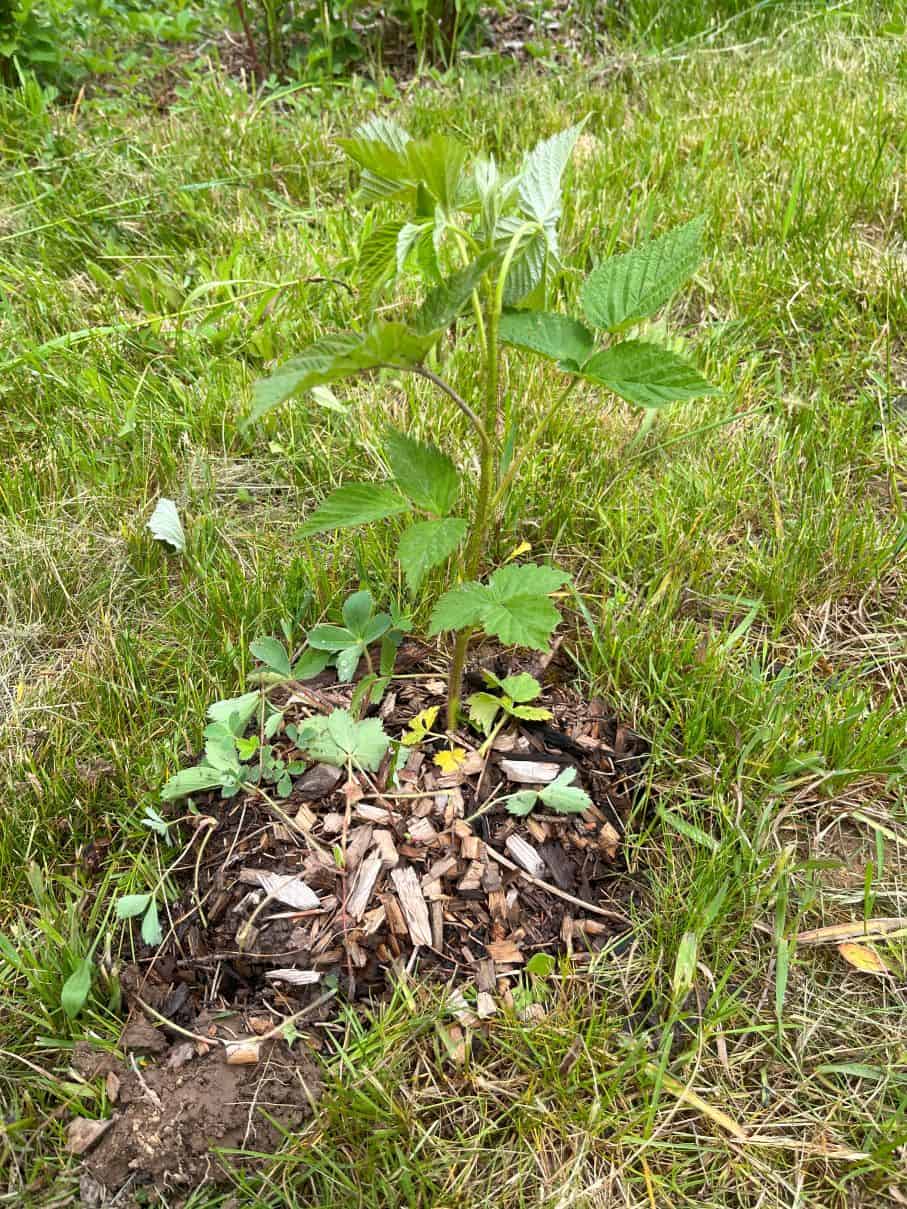 Transplanting Raspberries to Grow More Fruit: A How-to Guide - East Fork Growing