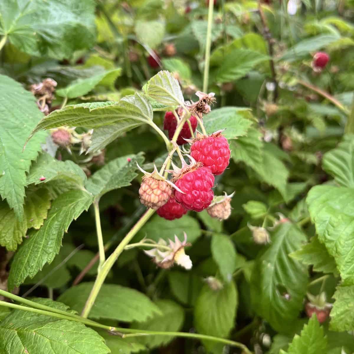 How to Grow Raspberries at Home: A Complete Guide - East Fork Growing